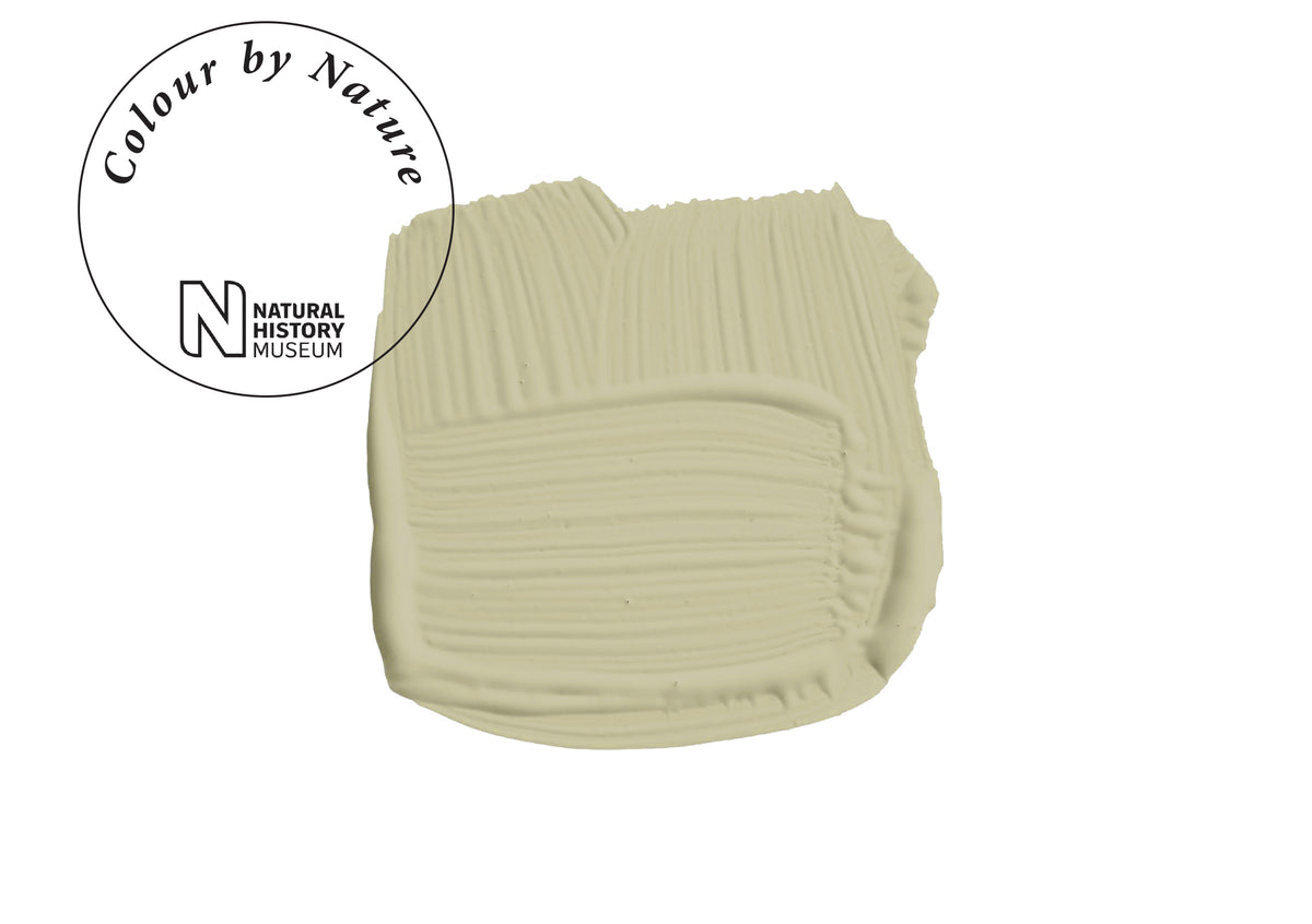 Farrow & Ball Paint - Ash Grey No. W9 - the workroom – the workroom ...